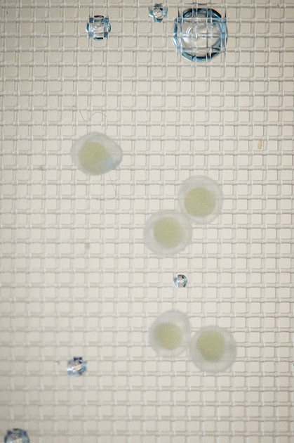 MSU Photography Services | 04.13.2017 Jason Gallant